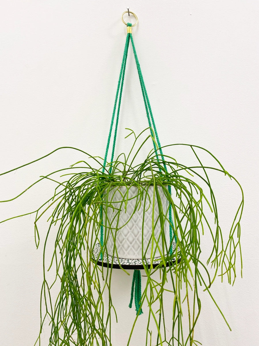 Hanging Plant Shelf, Forget Me Not – Grace & Favour Home